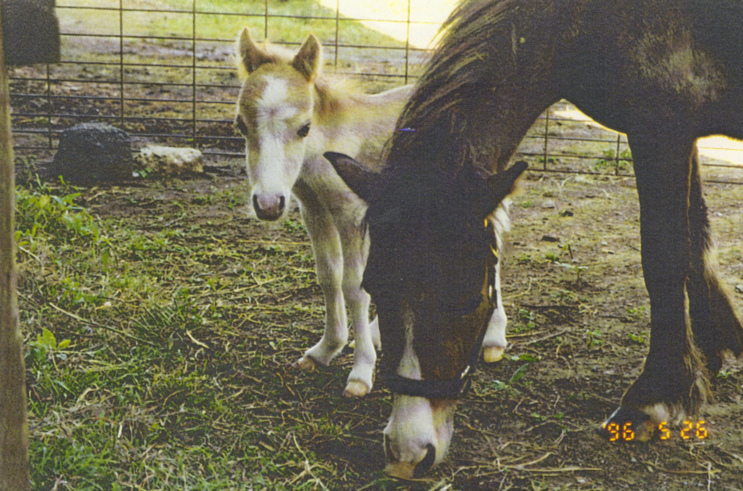 Little Stallion – 1 day old – Wilson Family Album